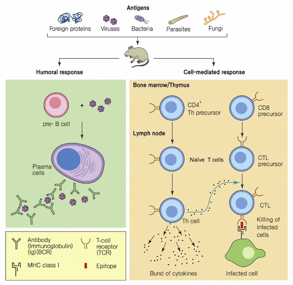 Tổng quan về virus (P2) - Miễn dịch virus và cách virus chống lại miễn ...