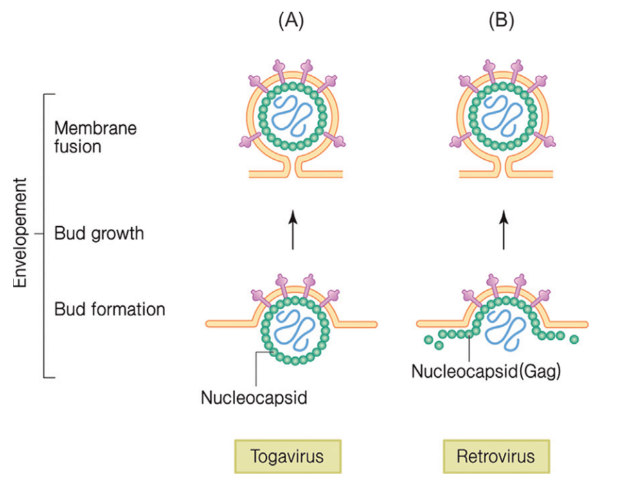 Tổng quan về virus (P1) - Cấu trúc và quá trình xâm nhiễm của virus ...