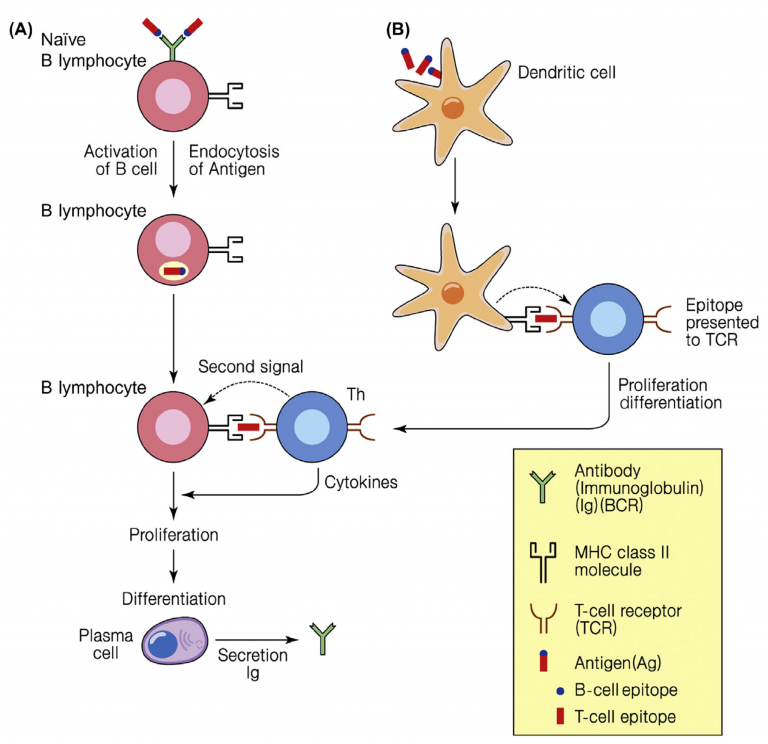 Humoral immunity - Sinh Học Online