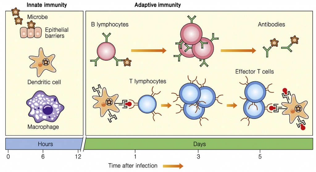 Tổng quan về virus (P2) - Miễn dịch virus và cách virus chống lại miễn ...
