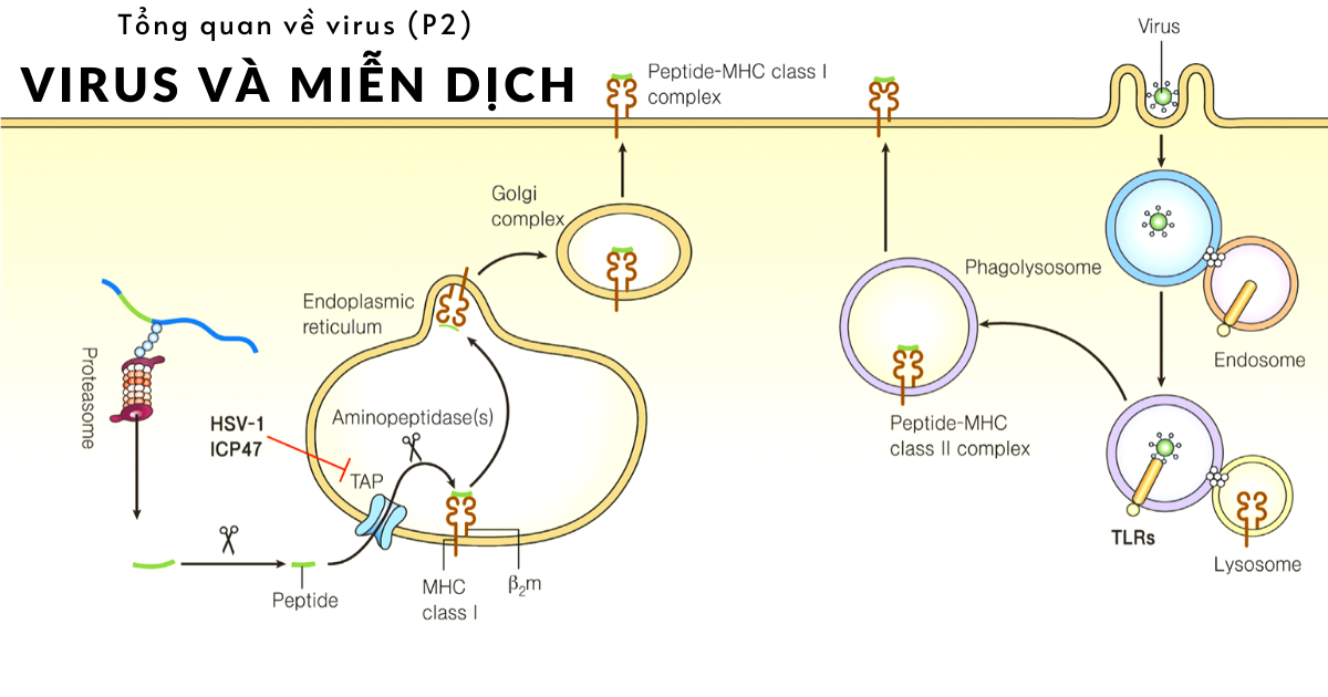 Tổng quan về virus (P2) - Miễn dịch virus và cách virus chống lại miễn ...