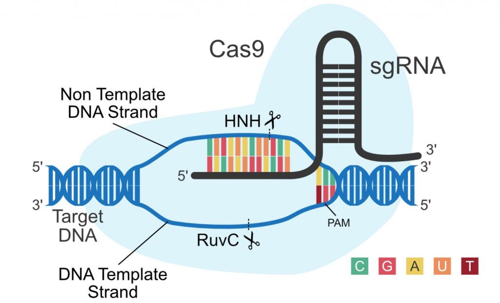 CRISPR/Cas9 là gì? - Sinh Học Online