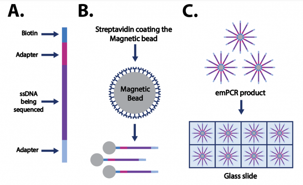 Giải trình tự SOLiD là gì? - Sinh Học Online